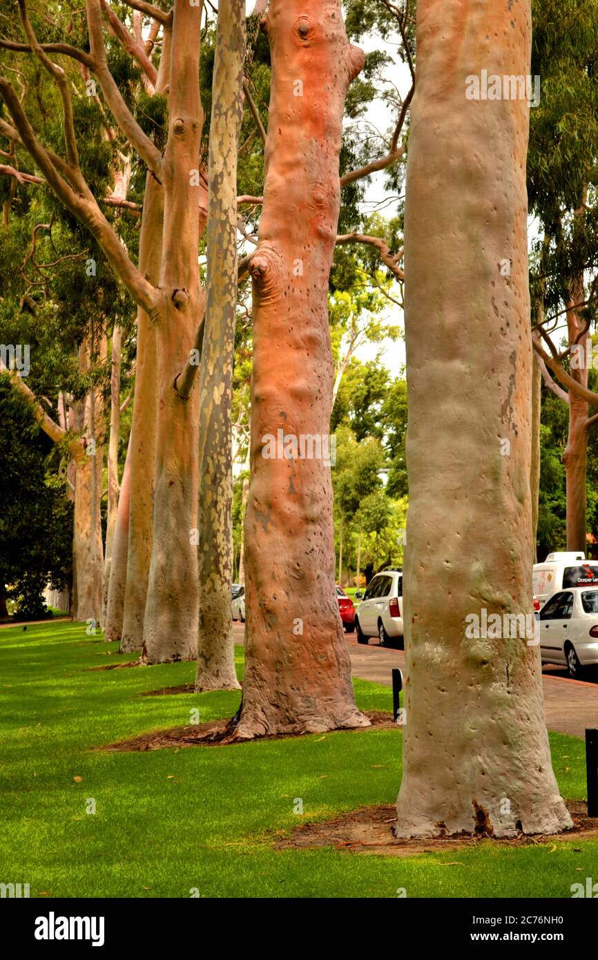 Aligned trees in an urban park, Perth, Australia Stock Photo - Alamy