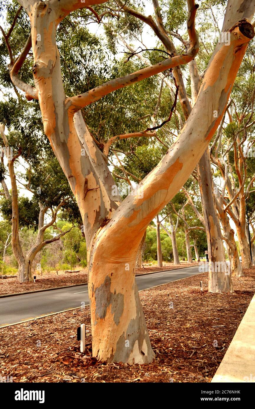 Aligned trees in an urban park, Perth, Australia Stock Photo - Alamy