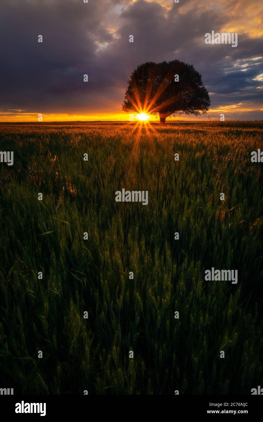 Backlit oak tree hi-res stock photography and images - Alamy