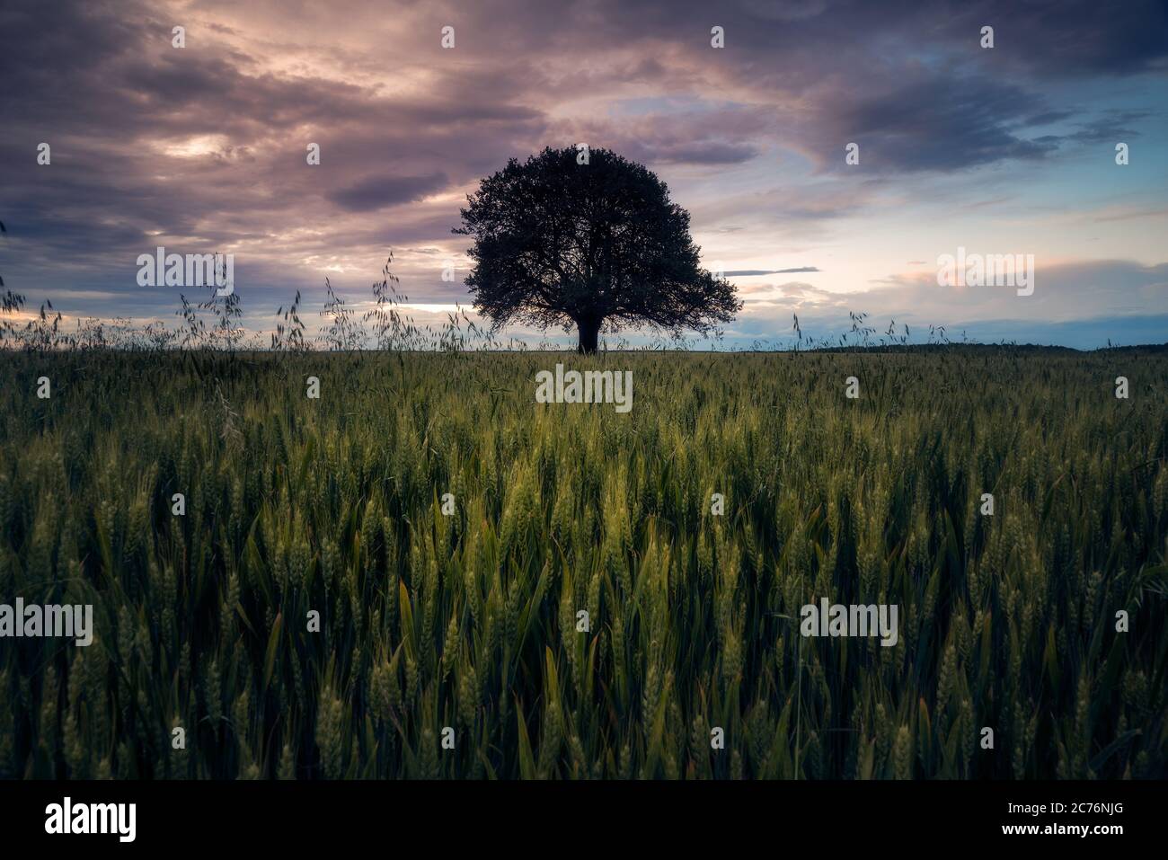 Wheat tree hi-res stock photography and images - Alamy