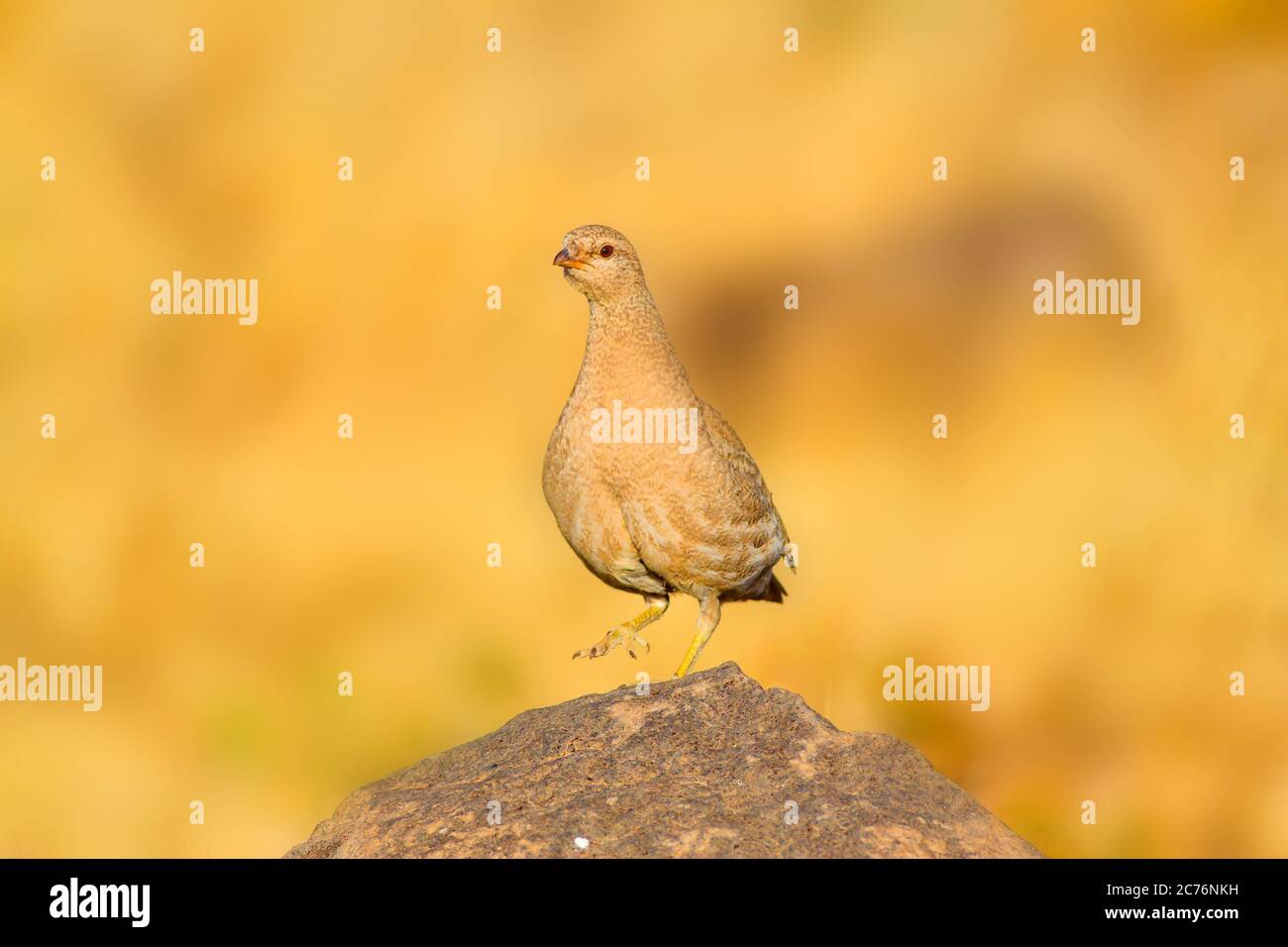 Cute yellow Partridge. Yellow nature background. Bird: See see ...