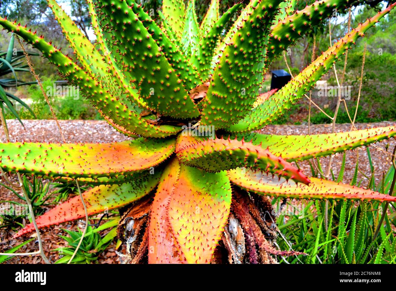 Giant aloe vera plant in the botanical garden Stock Photo - Alamy