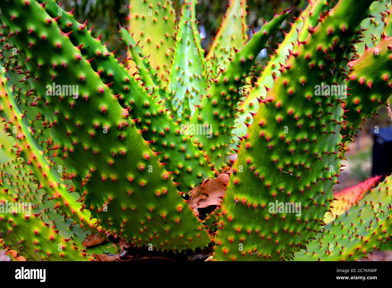 Giant aloe vera plant in the botanical garden Stock Photo - Alamy