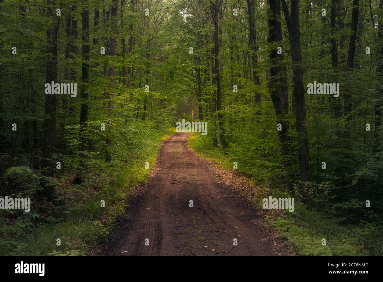 Beautiful forest with a muddy dirt road crossing it in the middle Stock ...