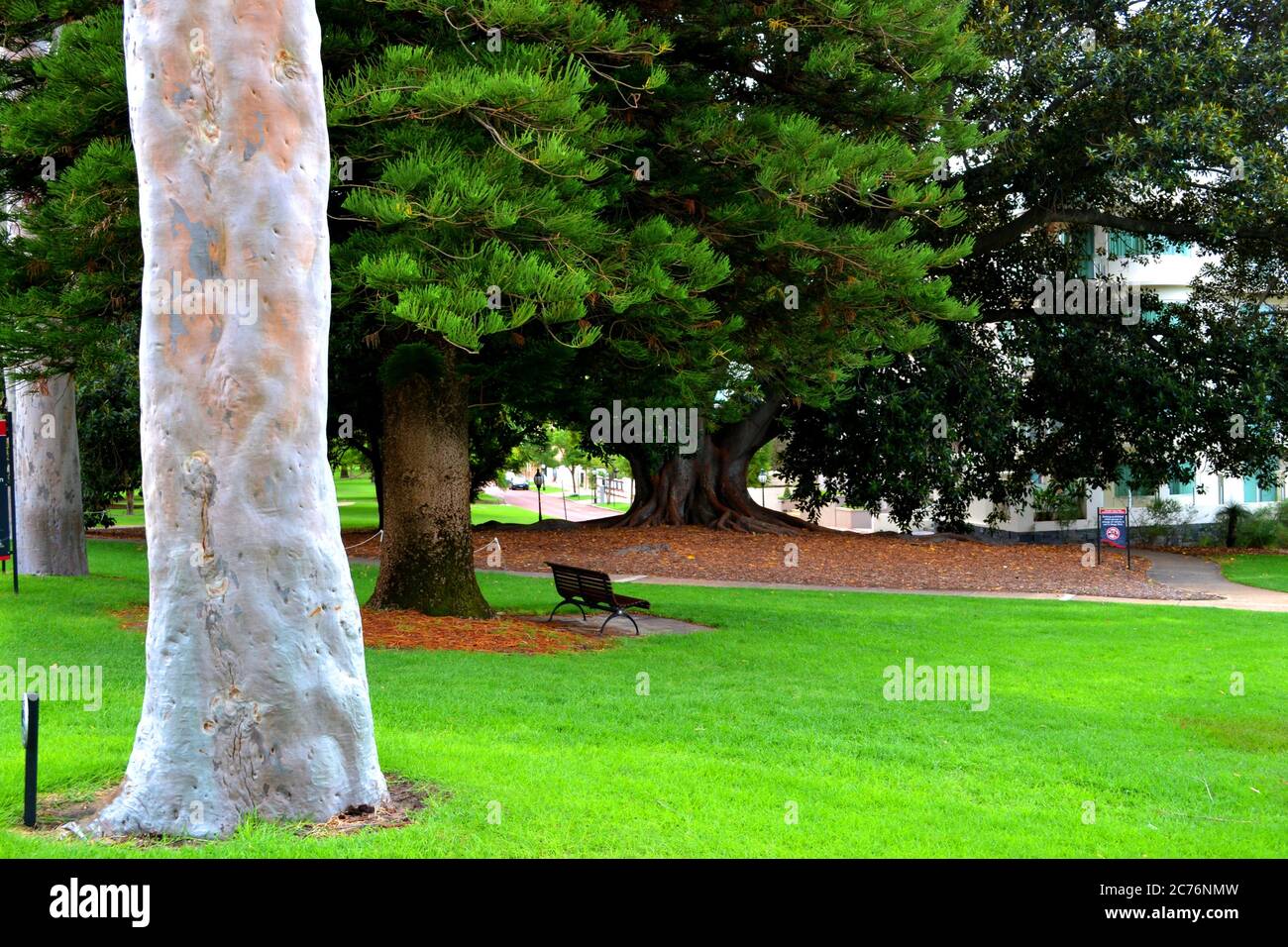 Aligned trees in an urban park, Perth, Australia Stock Photo - Alamy