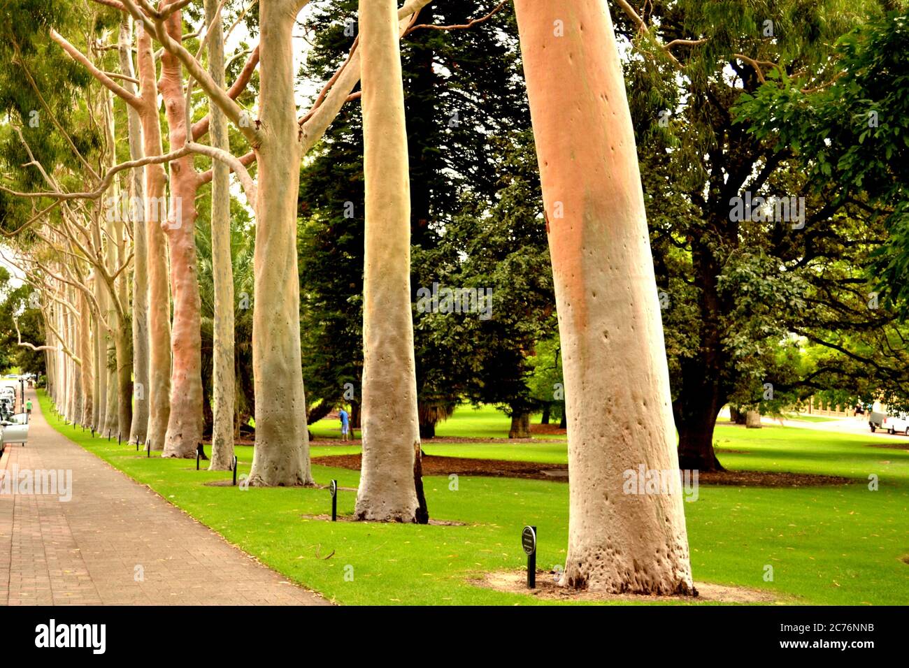 Aligned trees in an urban park, Perth, Australia Stock Photo - Alamy