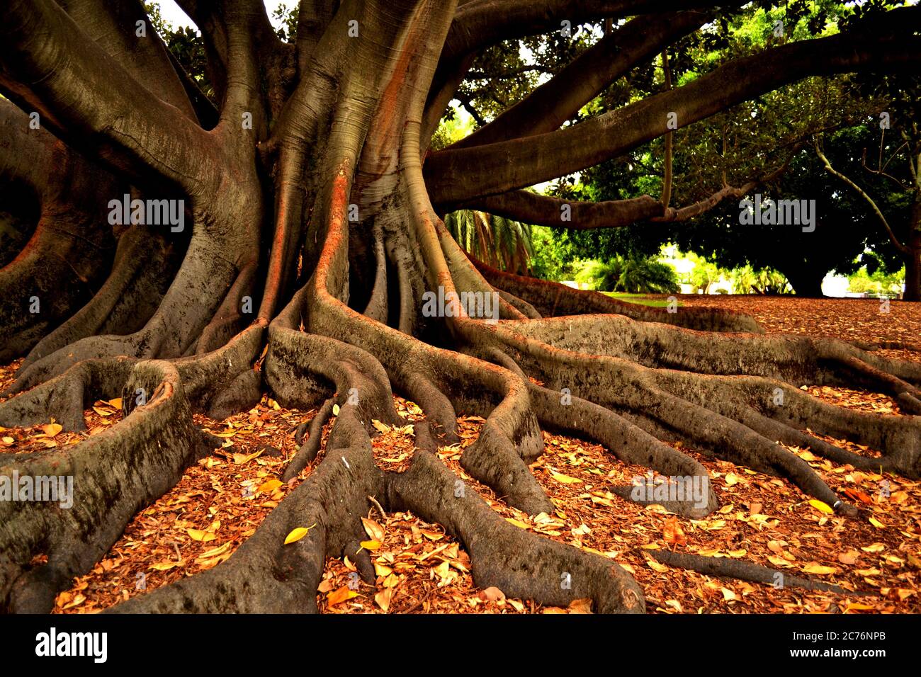 Tropical Fig tree, Perth, Australia Stock Photo - Alamy