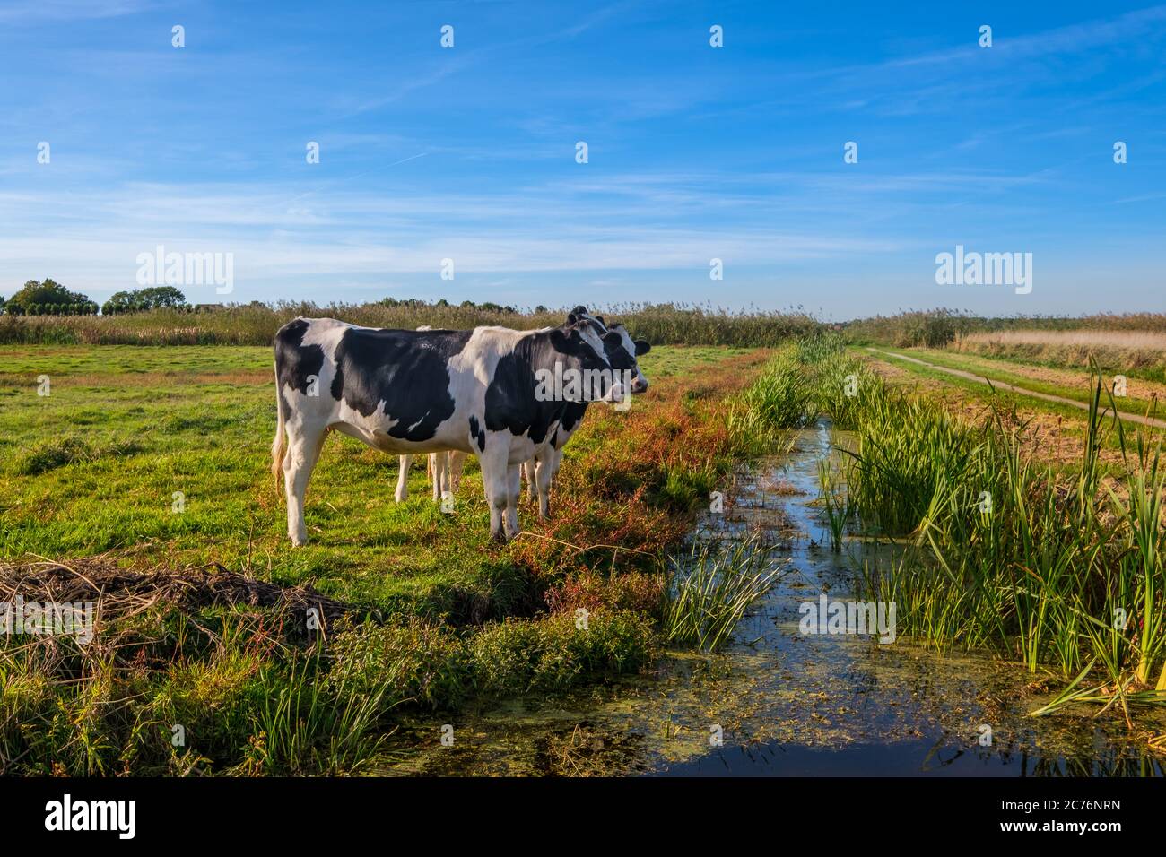 Ditch in grassy landscape hi-res stock photography and images - Alamy