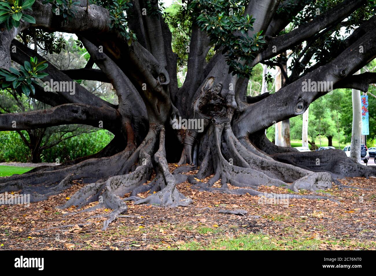 Tropical Fig tree, Perth, Australia Stock Photo - Alamy