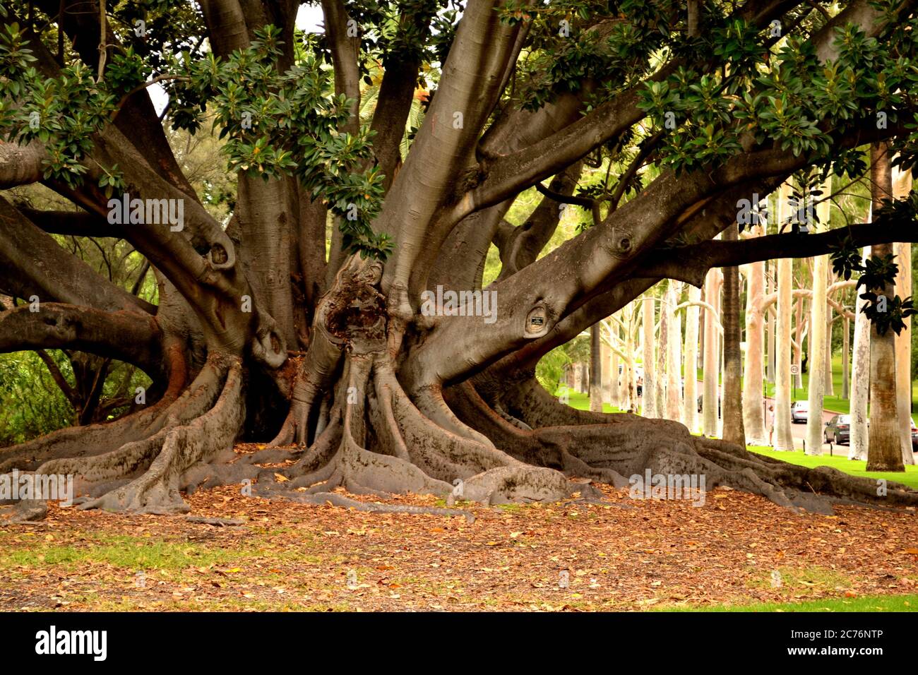 Tropical Fig tree, Perth, Australia Stock Photo - Alamy