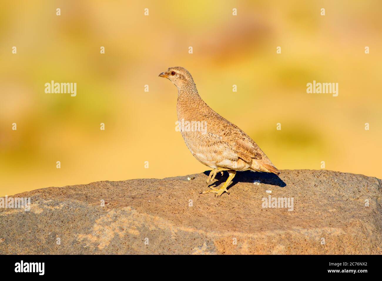 Cute yellow Partridge. Yellow nature background. Bird: See see ...