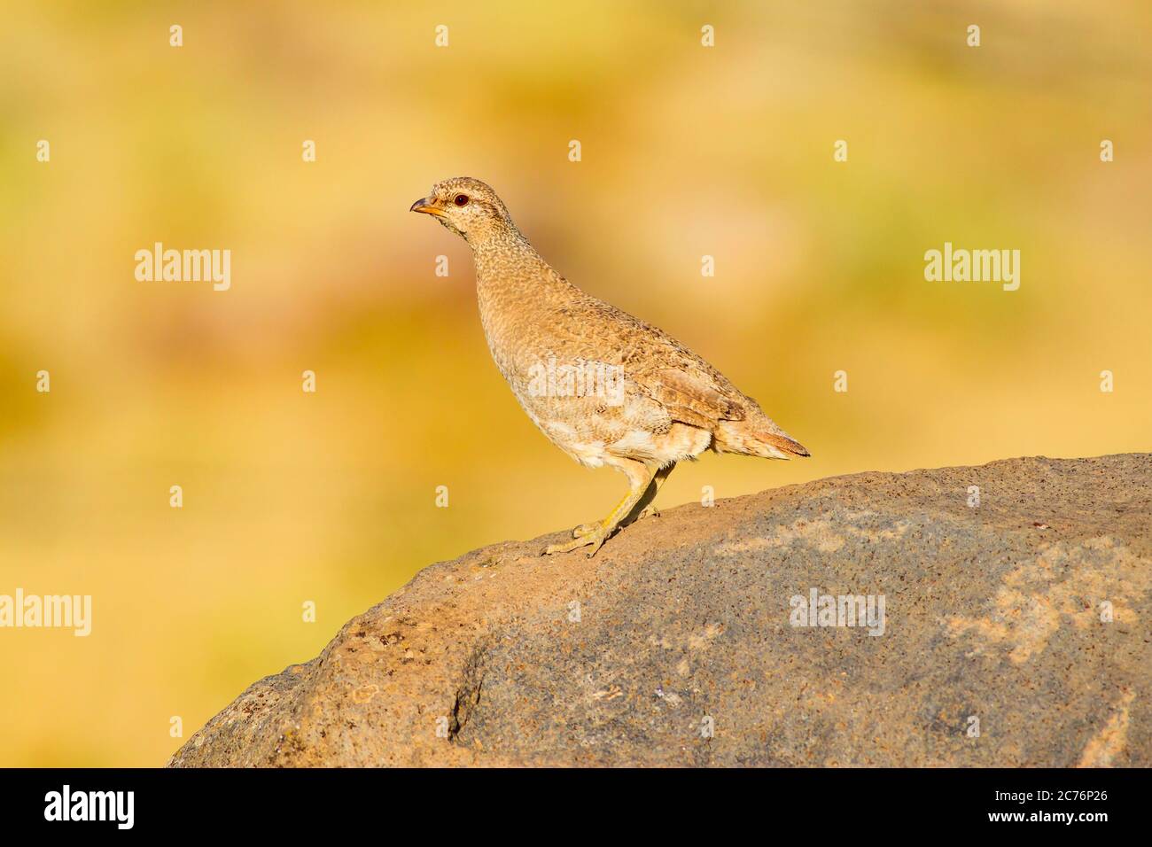 Cute yellow Partridge. Yellow nature background. Bird: See see ...