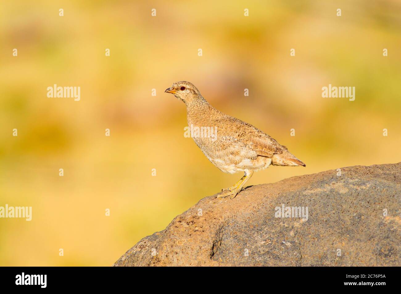 Cute yellow Partridge. Yellow nature background. Bird: See see ...