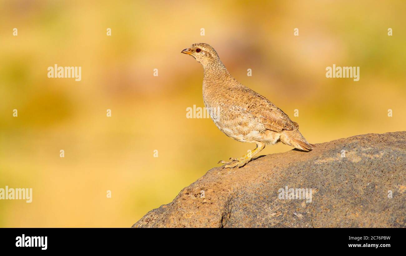 Cute yellow Partridge. Yellow nature background. Bird: See see ...