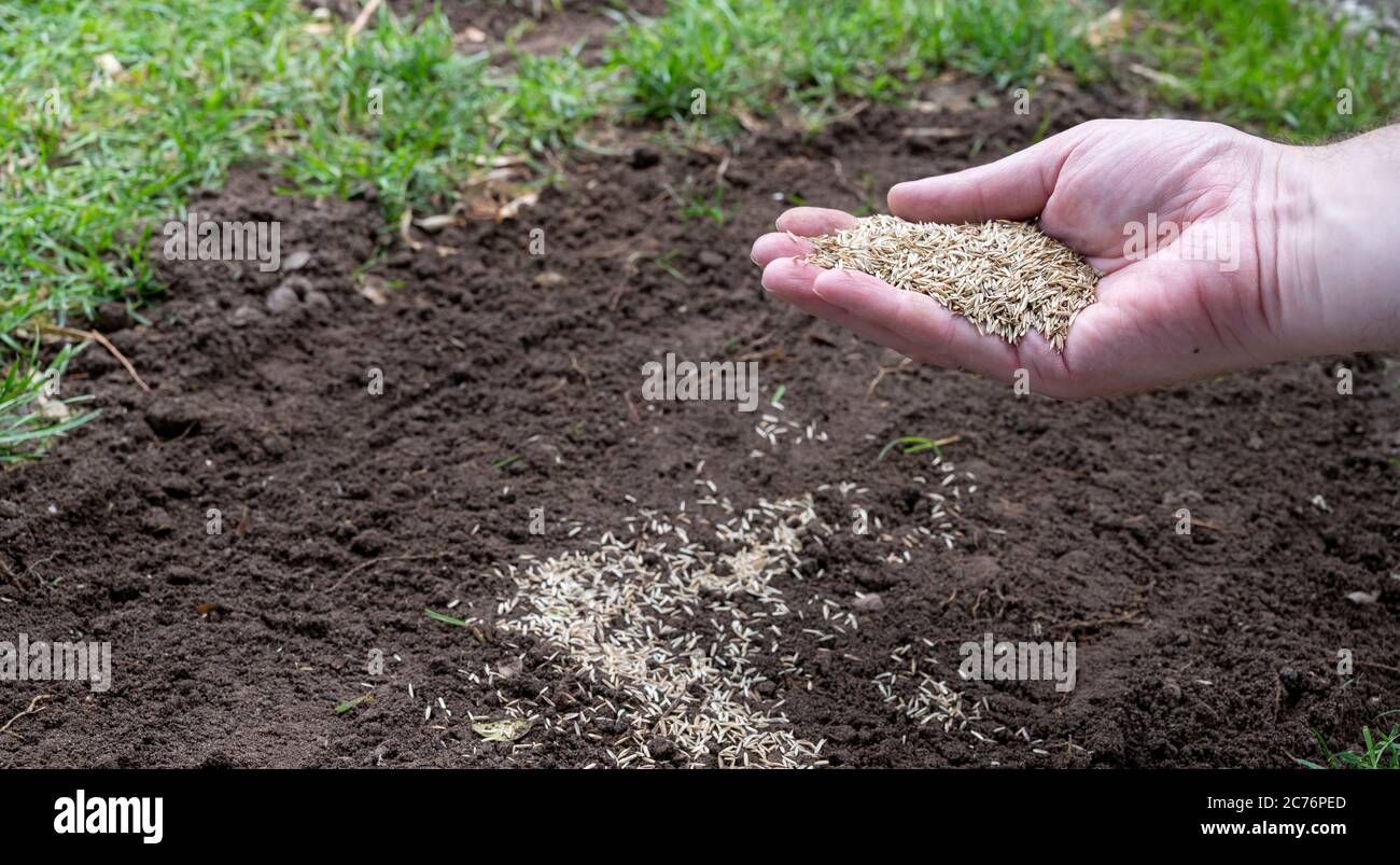 Hand full of grass seeds above an area of the lawn with no grass Stock ...