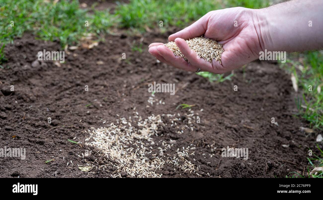 Hand full of grass seeds above an area of the lawn with no grass Stock ...