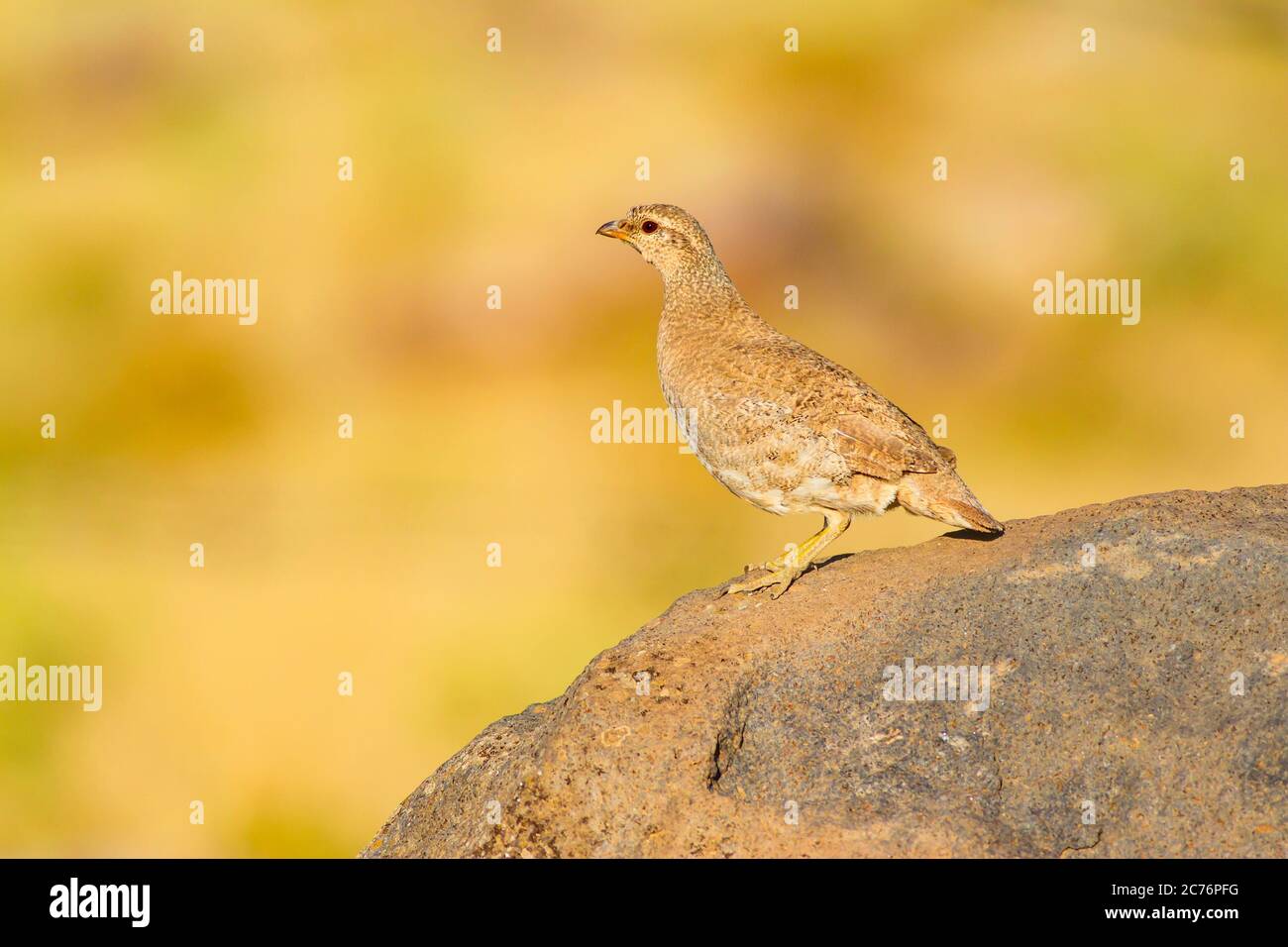 Cute yellow Partridge. Yellow nature background. Bird: See see ...