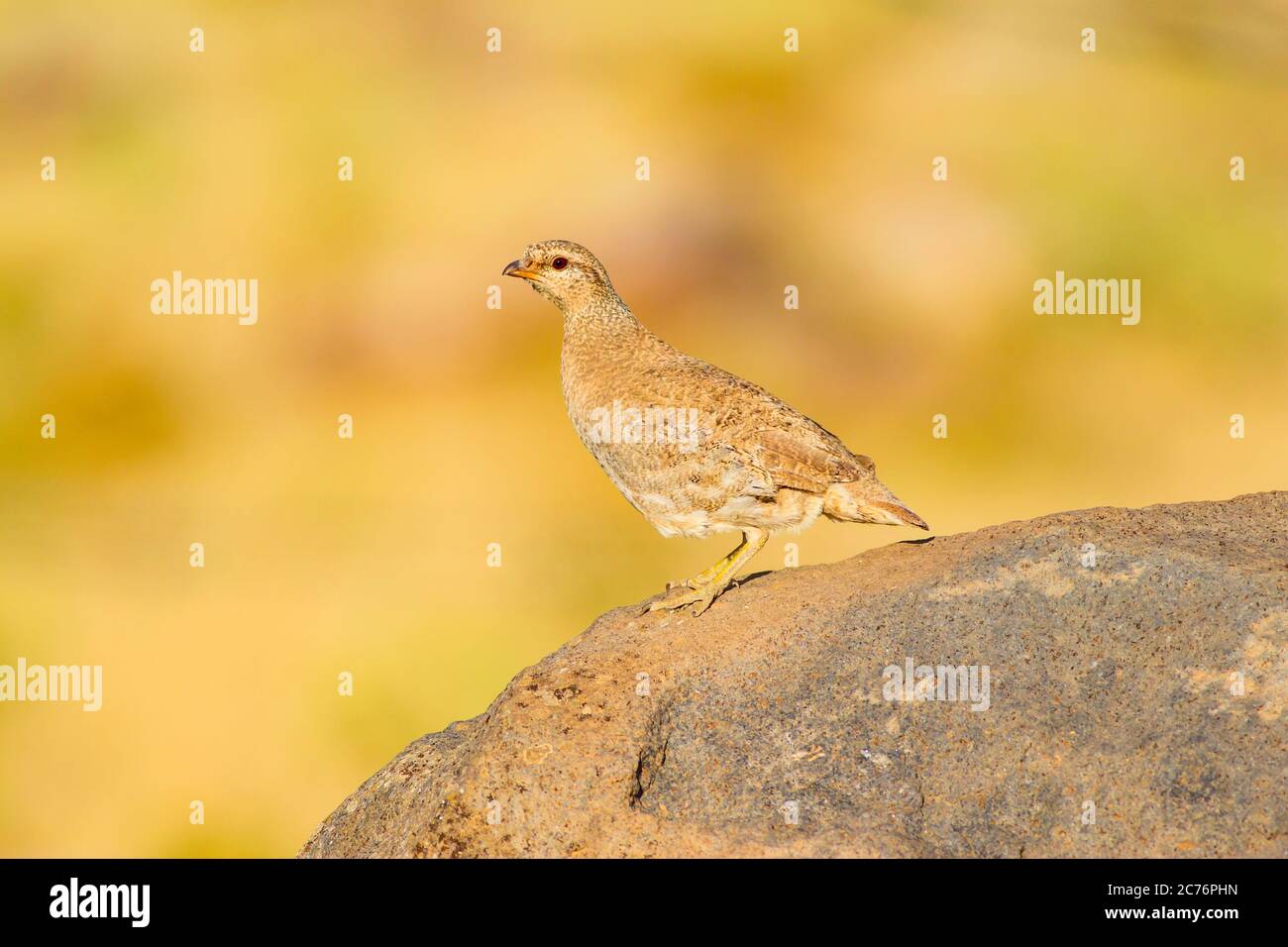 Cute yellow Partridge. Yellow nature background. Bird: See see ...