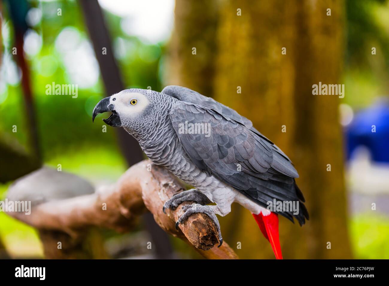 Wild parrot bird sitting on the branch Stock Photo - Alamy