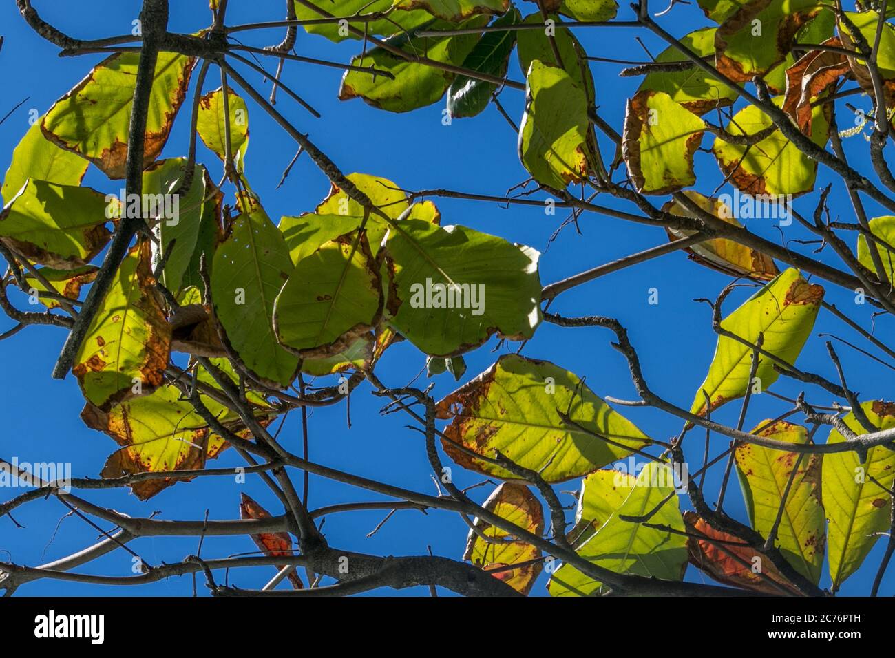 Amazing blue sky background at the beach with beach almond tree leaves ...