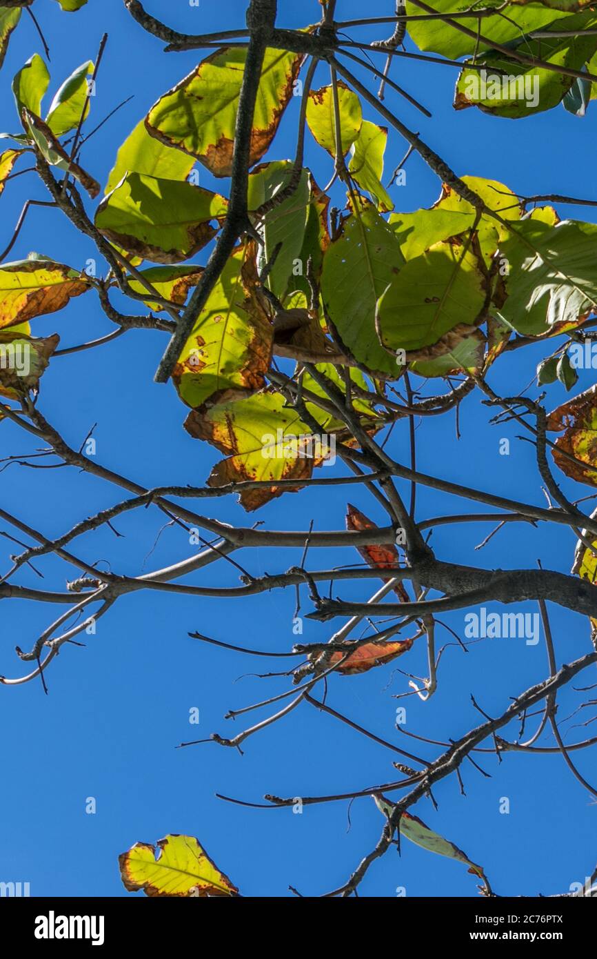 Colorful indian almond leaves with a perfect blue sky background Stock ...