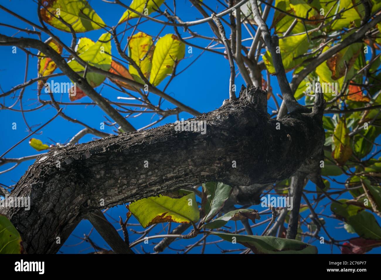 Terminalia catappa is widely cultivated in the tropical regions of the ...