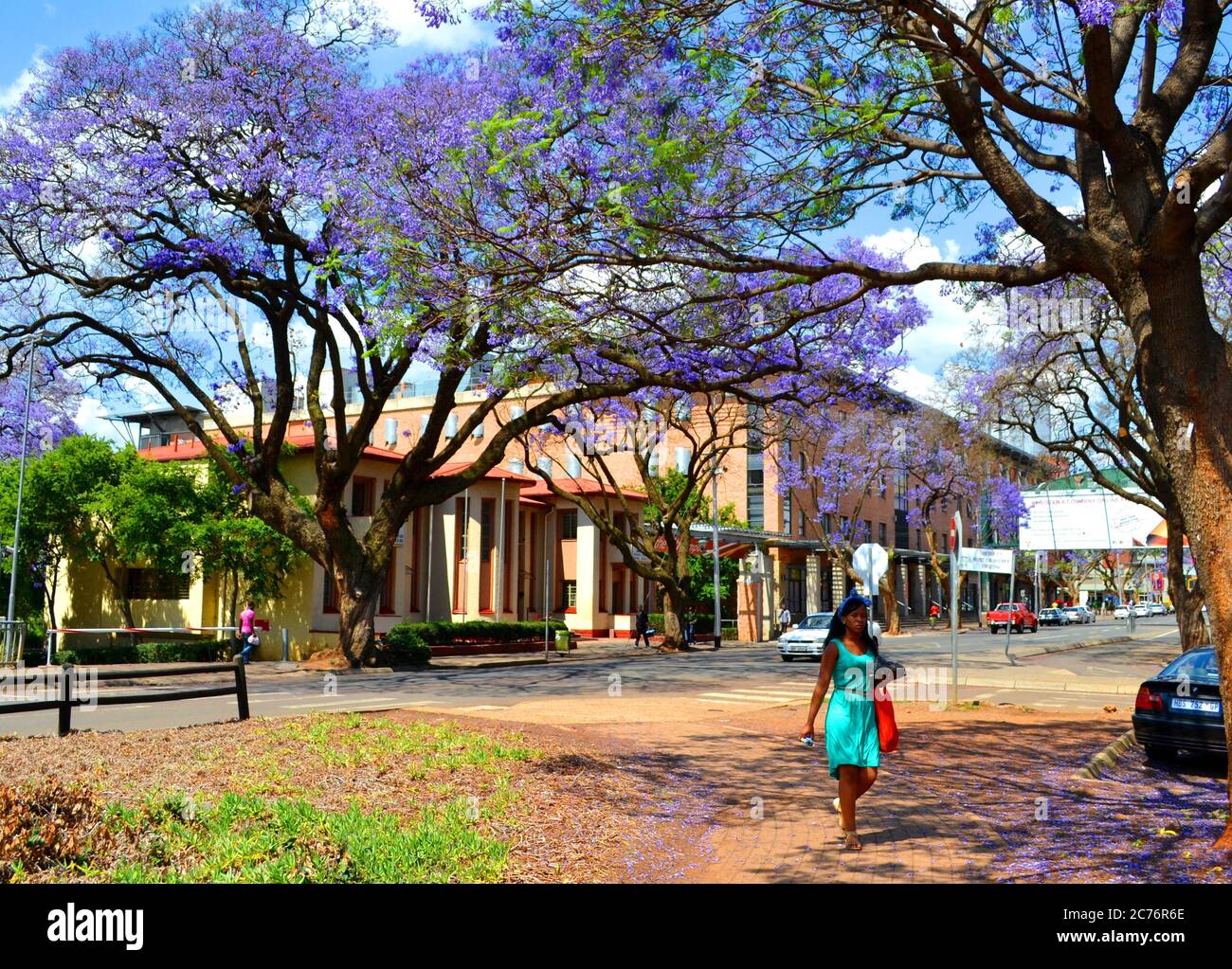 Jacaranda trees in bloom pretoria hi-res stock photography and images ...