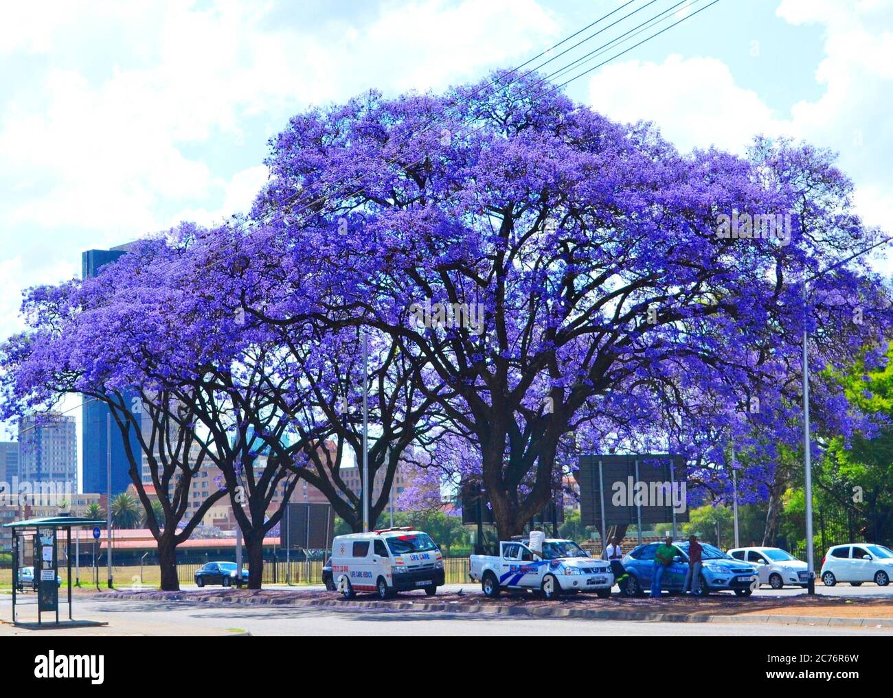 Jacaranda trees in bloom pretoria hi-res stock photography and images ...