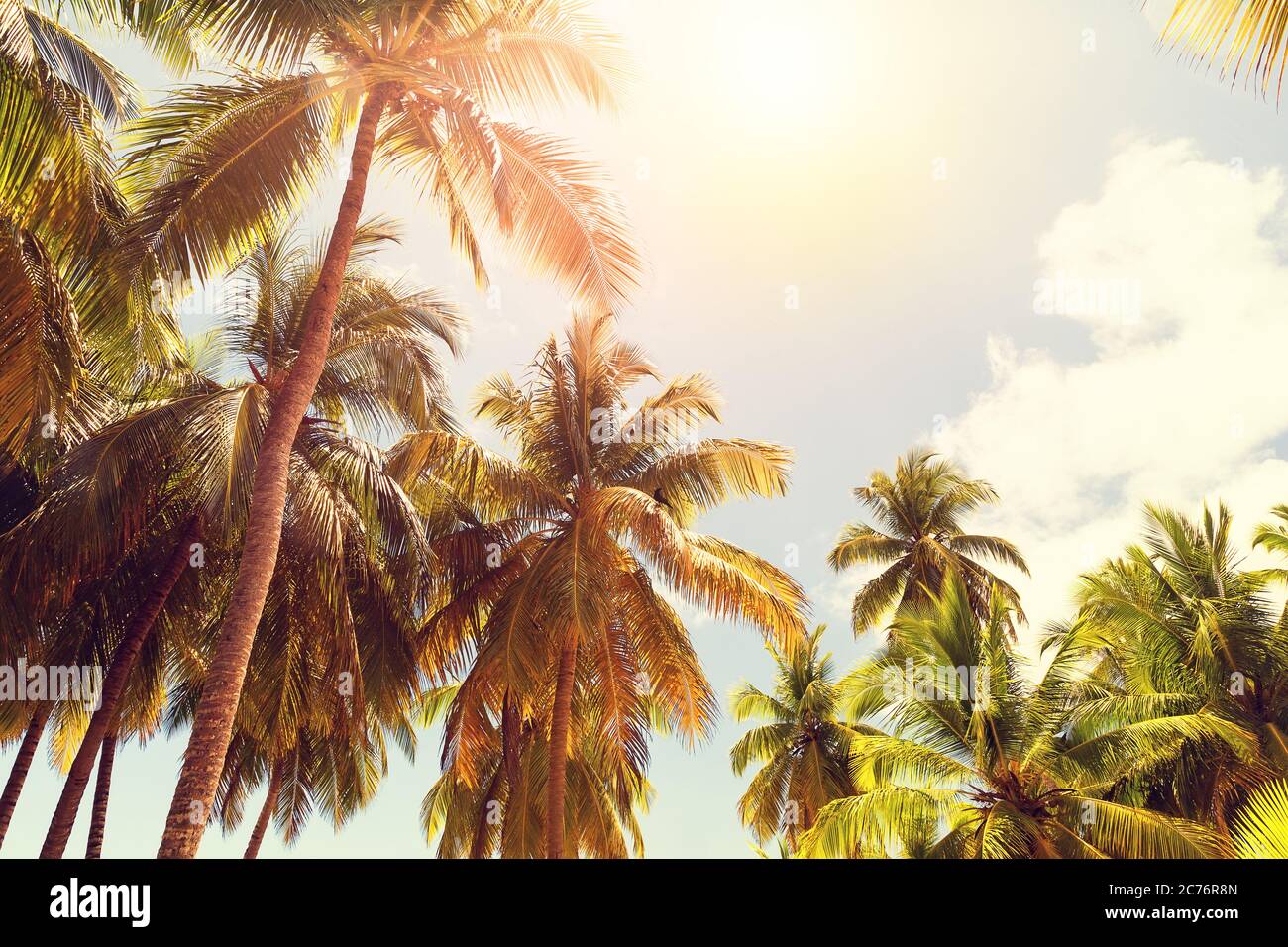 Coconut palm trees perspective view Stock Photo - Alamy