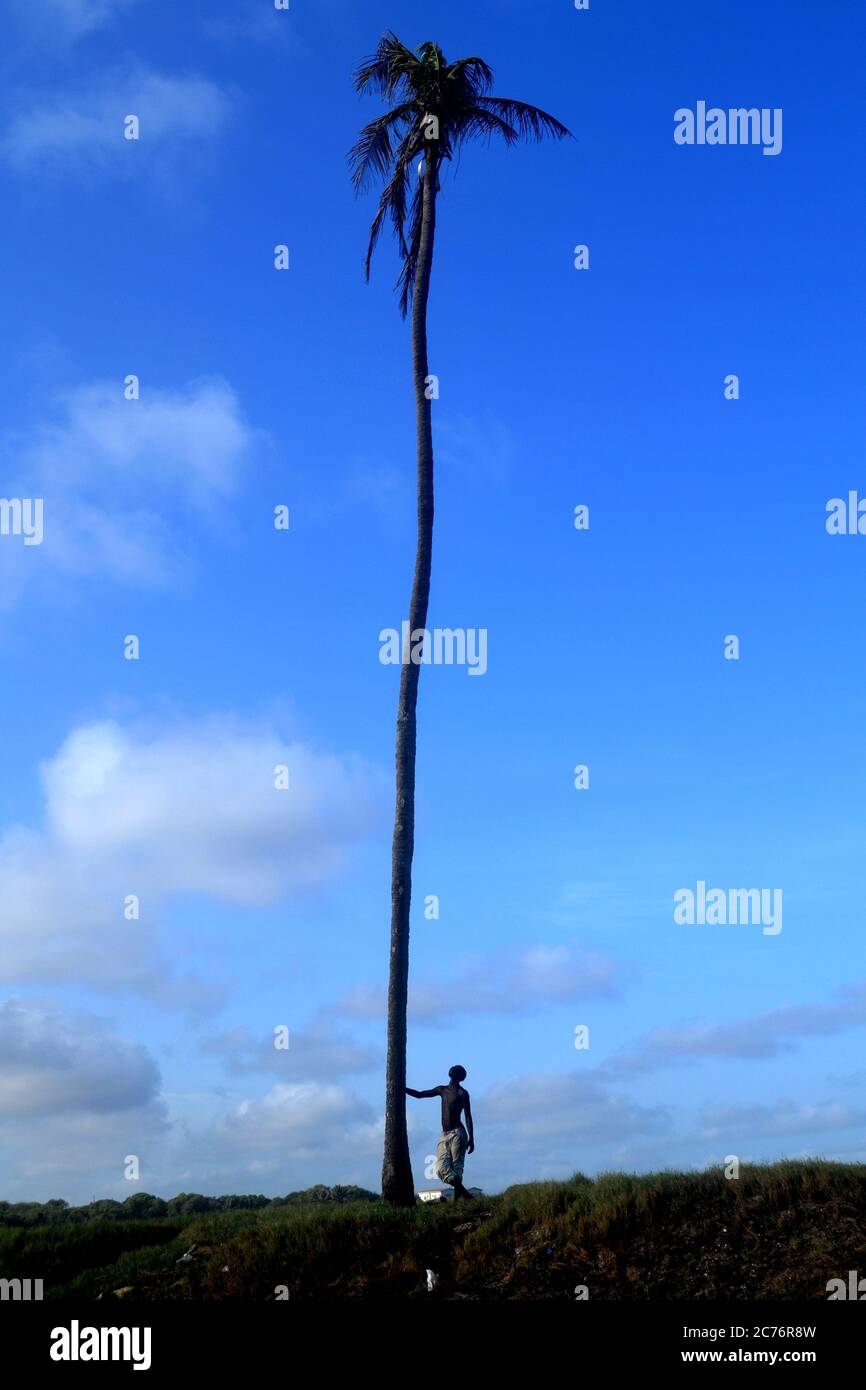 One person standing next to a tall palm tree Stock Photo - Alamy