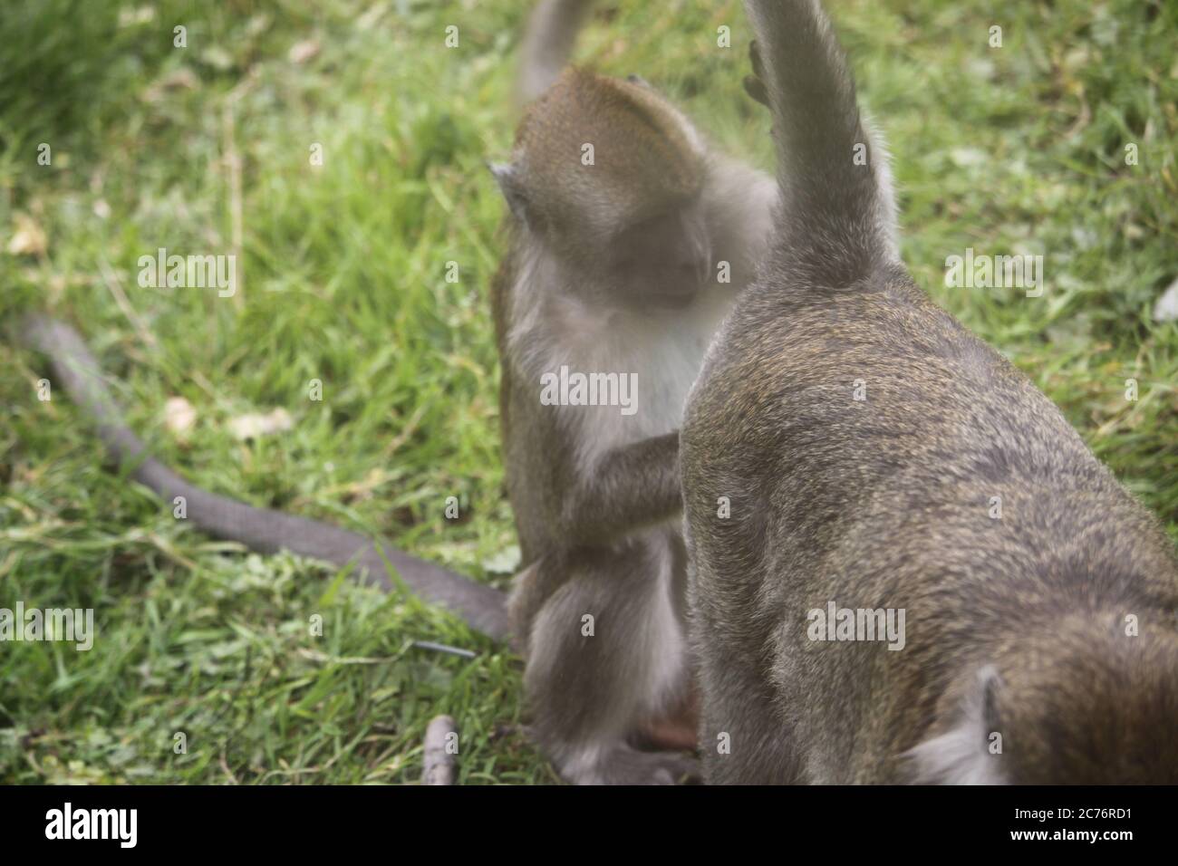 Animal wildlife monkey bottom hi-res stock photography and images - Alamy