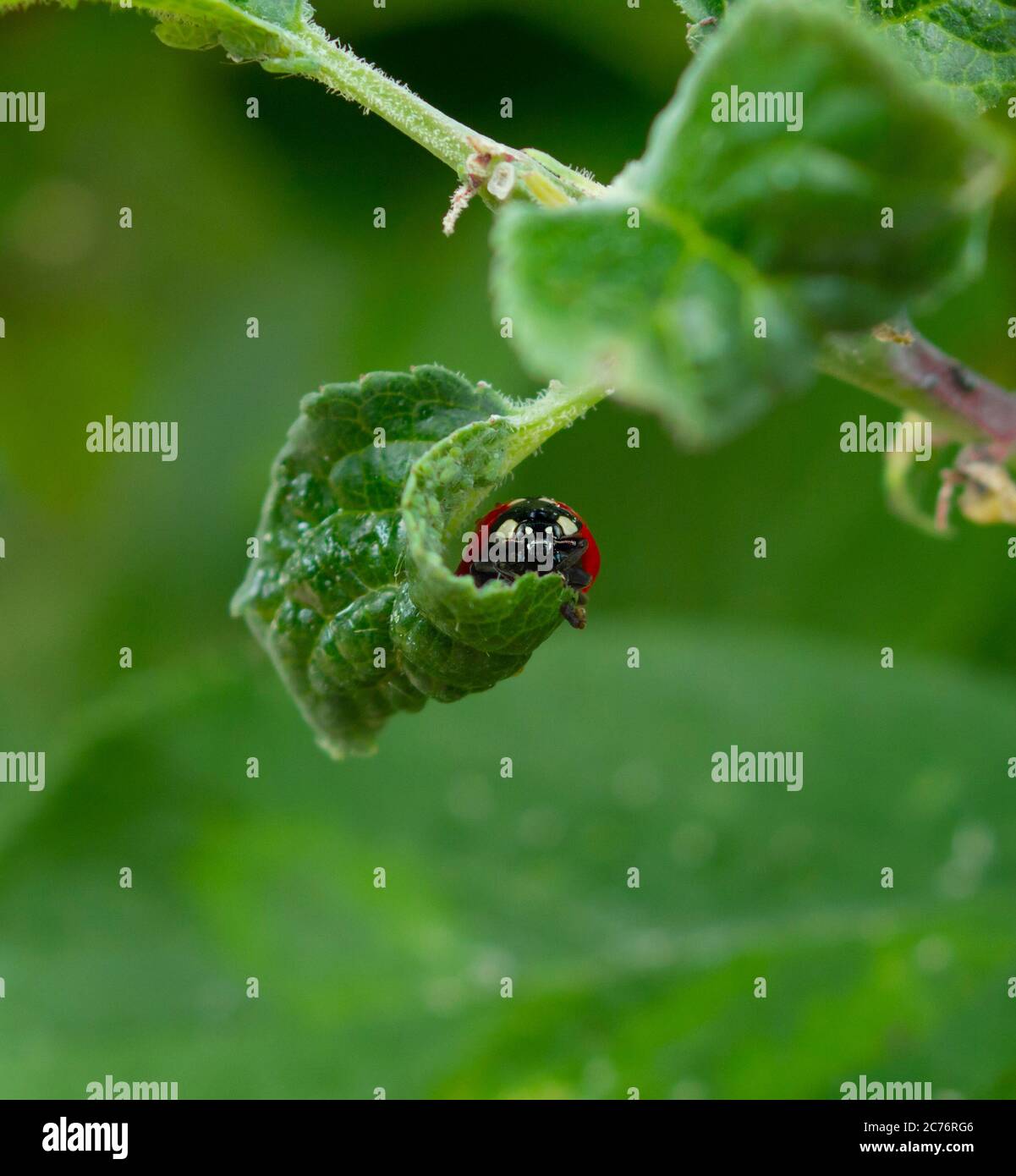 Curved leaf hi-res stock photography and images - Alamy