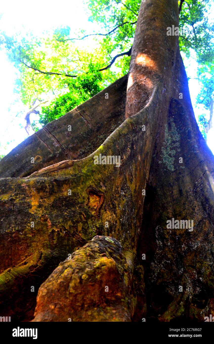 Tall tropical trees hi-res stock photography and images - Alamy