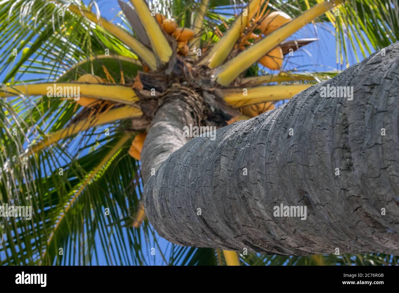 Beautiful coconut tree hi-res stock photography and images - Alamy