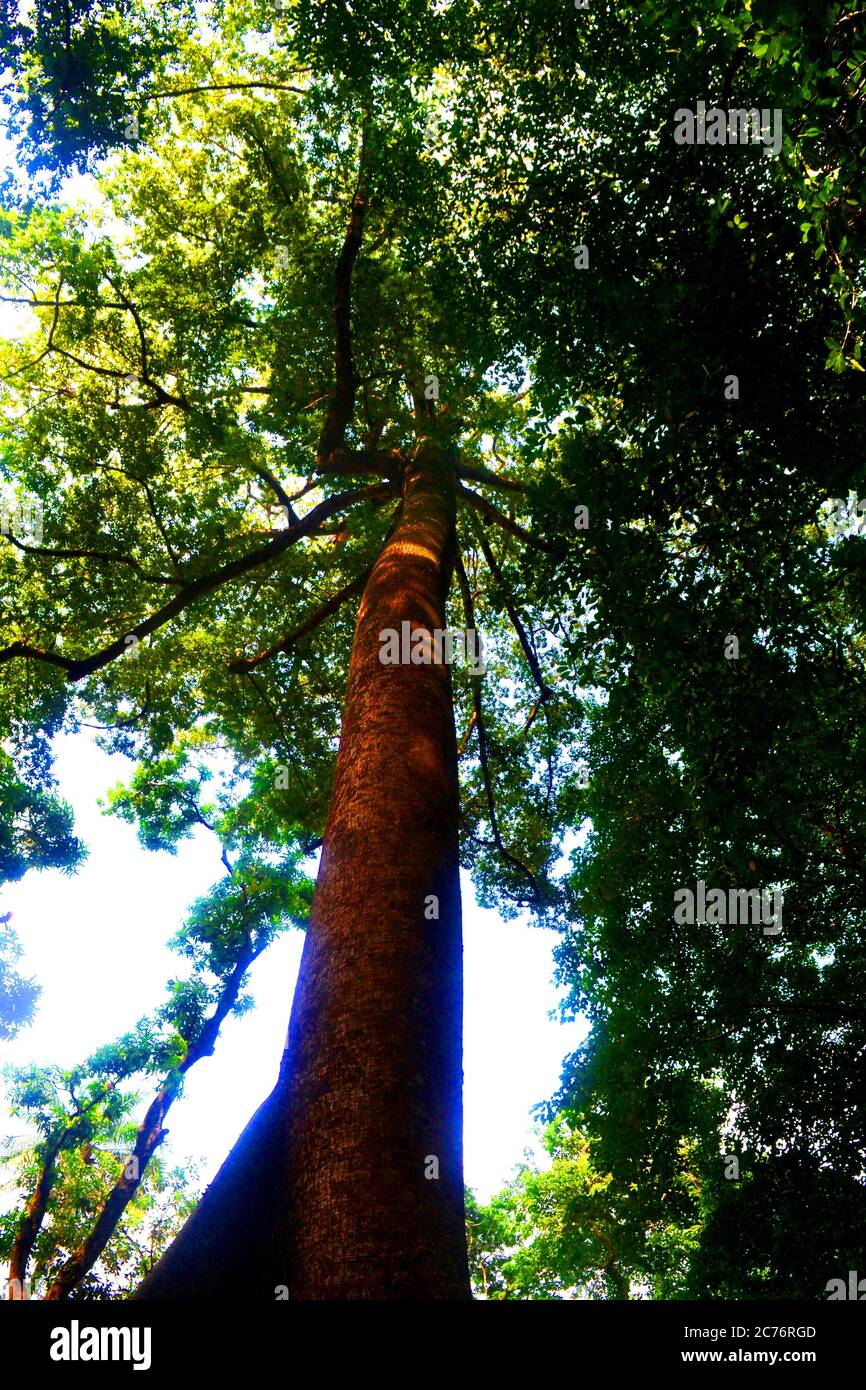 Tall tropical trees in Conakry, Guinea Stock Photo - Alamy