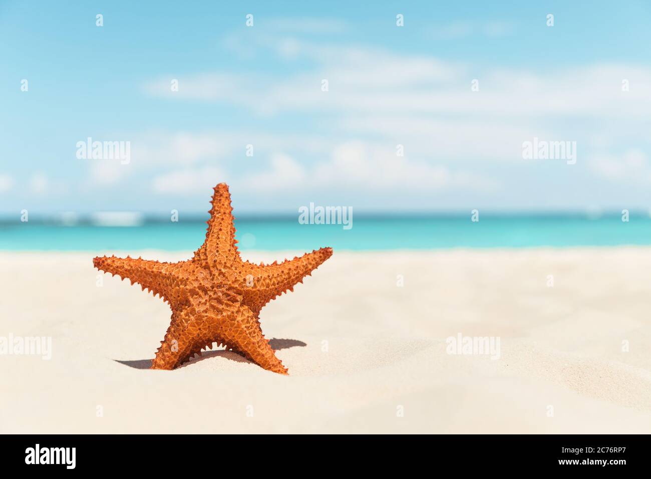 Starfish on white hi-res stock photography and images - Alamy