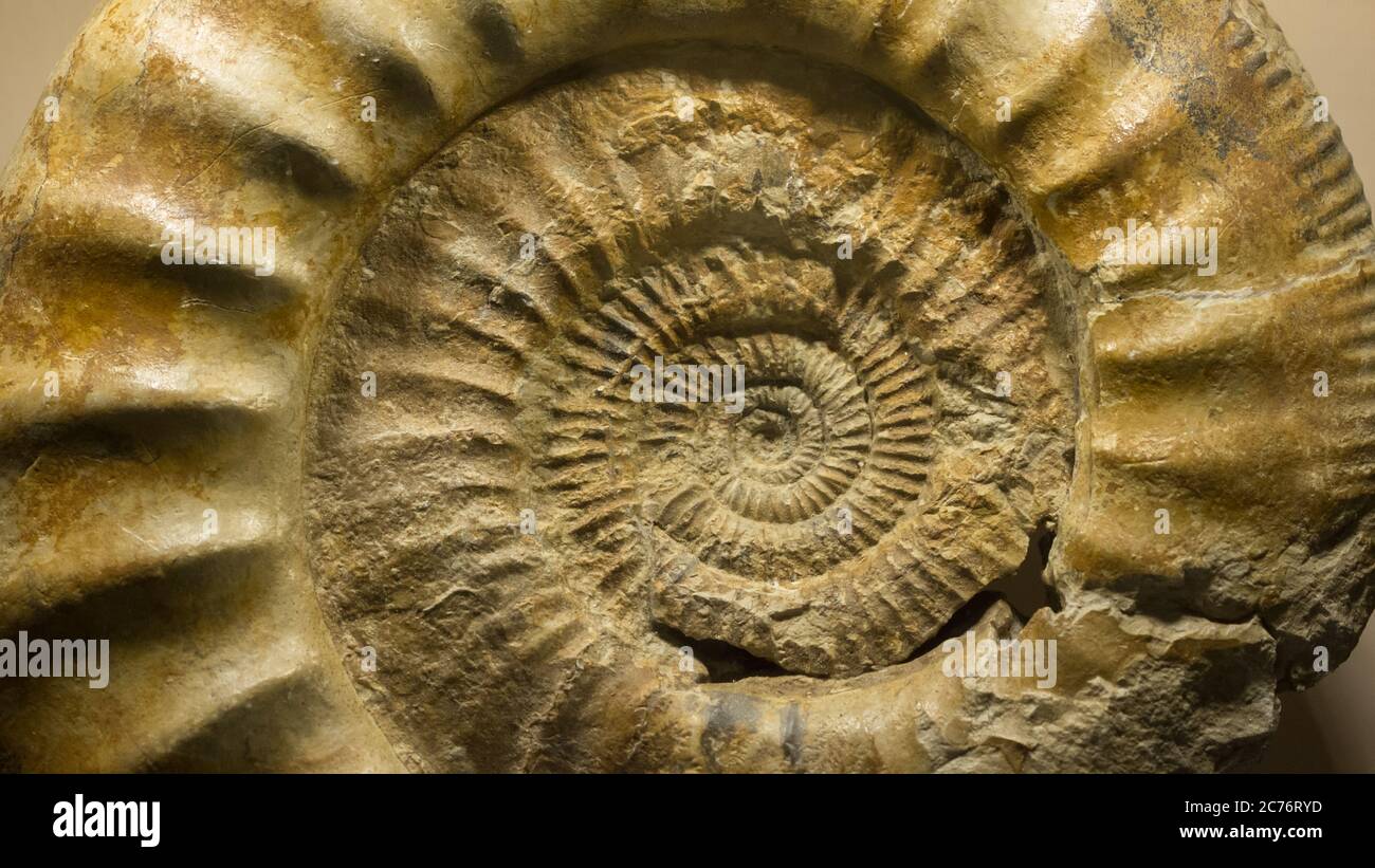 Ammonite fossil cretaceous period hi-res stock photography and images ...