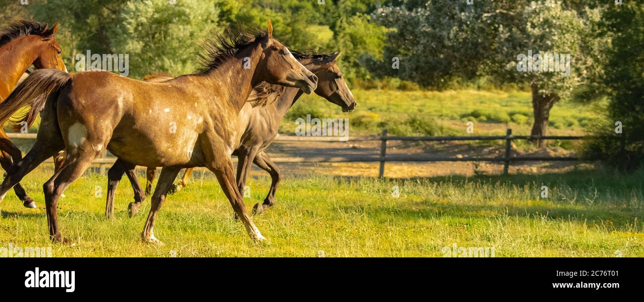 thoroughbred young horses running in a field in Provence Stock Photo ...