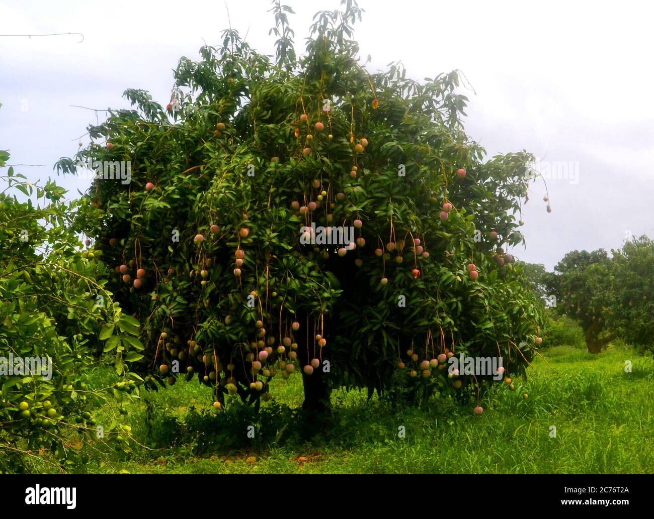 Beautiful green yellow senegal hi-res stock photography and images - Alamy