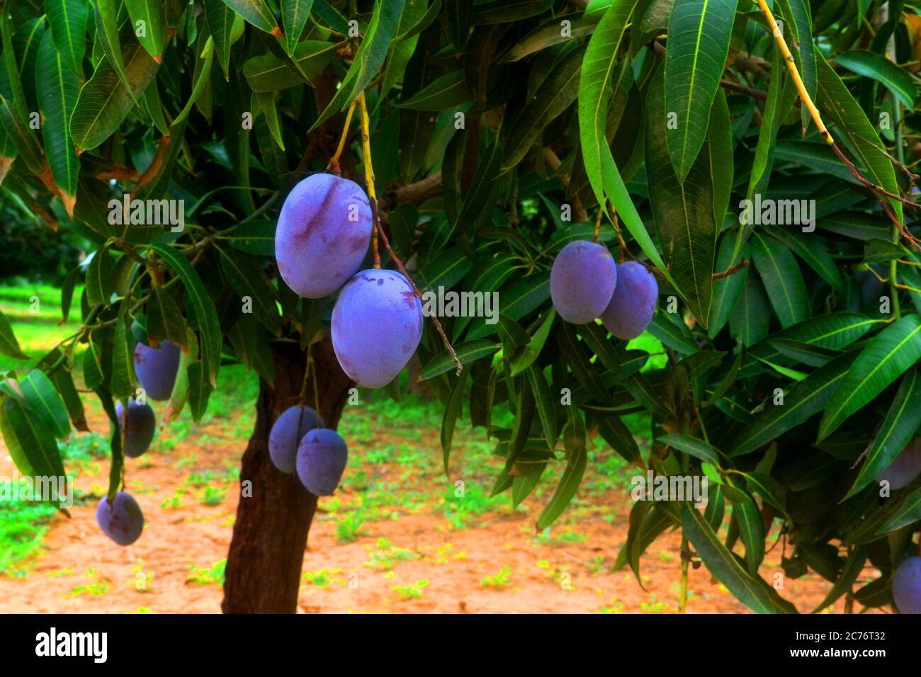 Fresh mango on the tree in Senegal Stock Photo - Alamy