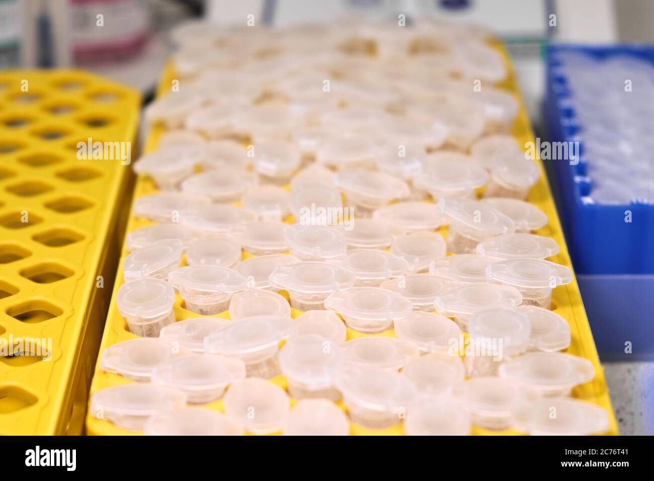 Small plastic test tubes in a rack. Microbiology of chemical analysis ...