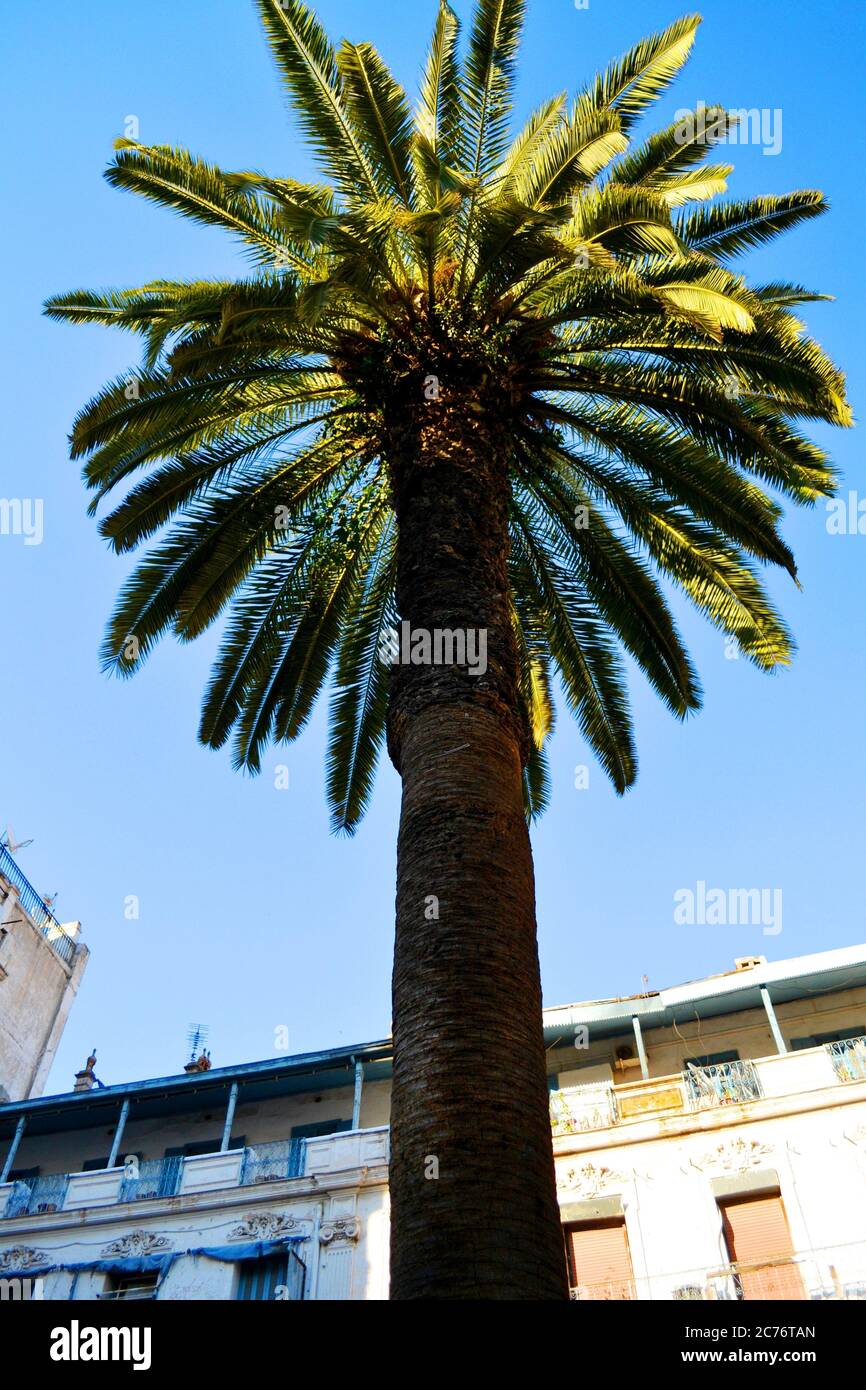 Beautiful city of Algiers in Algeria Stock Photo - Alamy