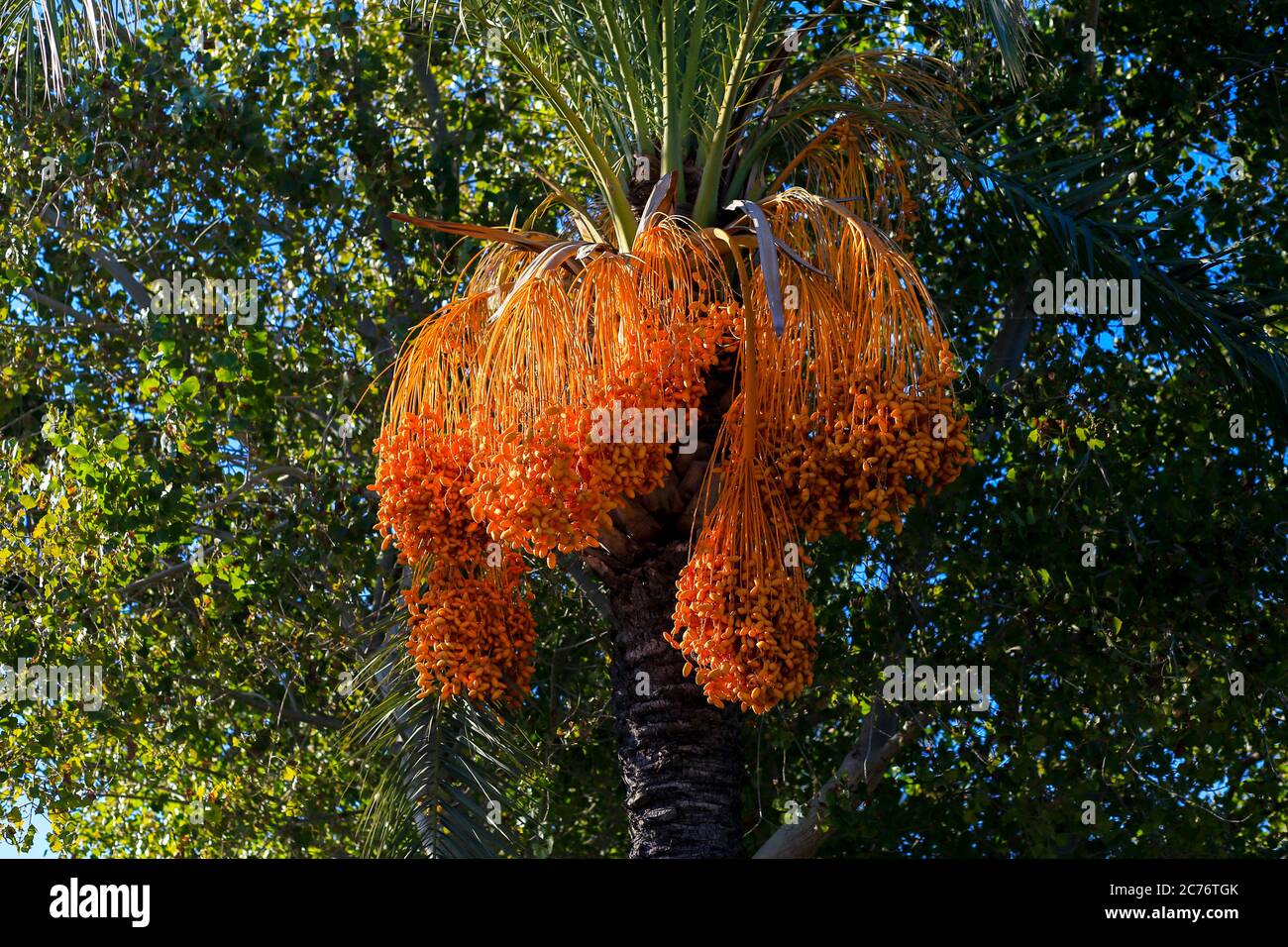 Palm trees and the fruits of the sheaves in Turkey Stock Photo - Alamy