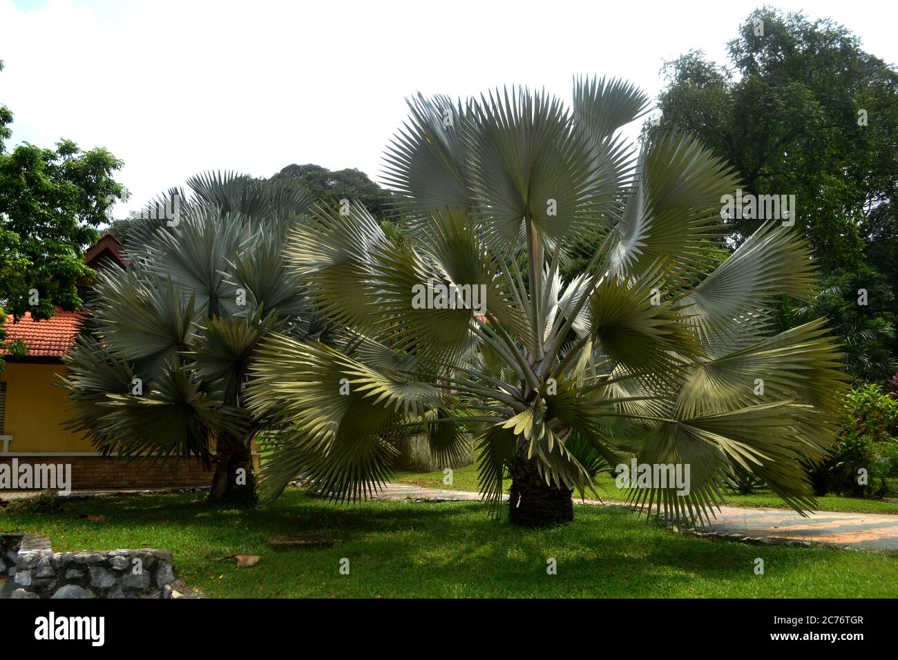 Beautiful tropical palm tree in Malaysia Stock Photo - Alamy