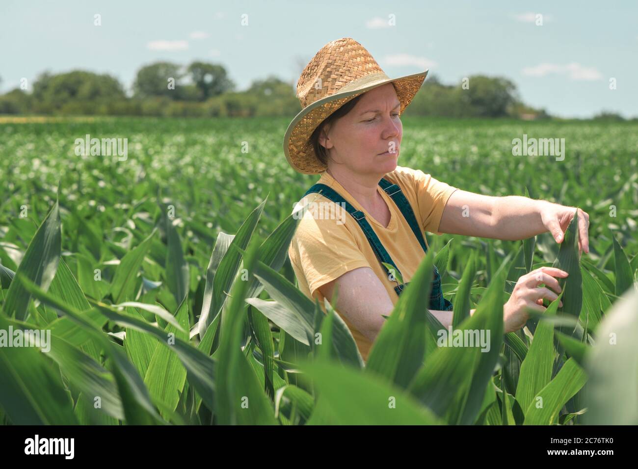 Female farmer standing in corn field and examining crops, woman farm ...
