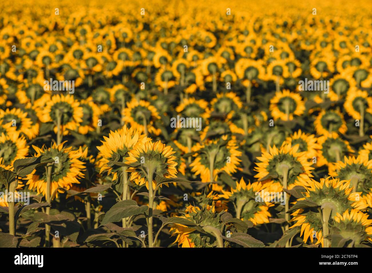 Large flower heads hi-res stock photography and images - Alamy