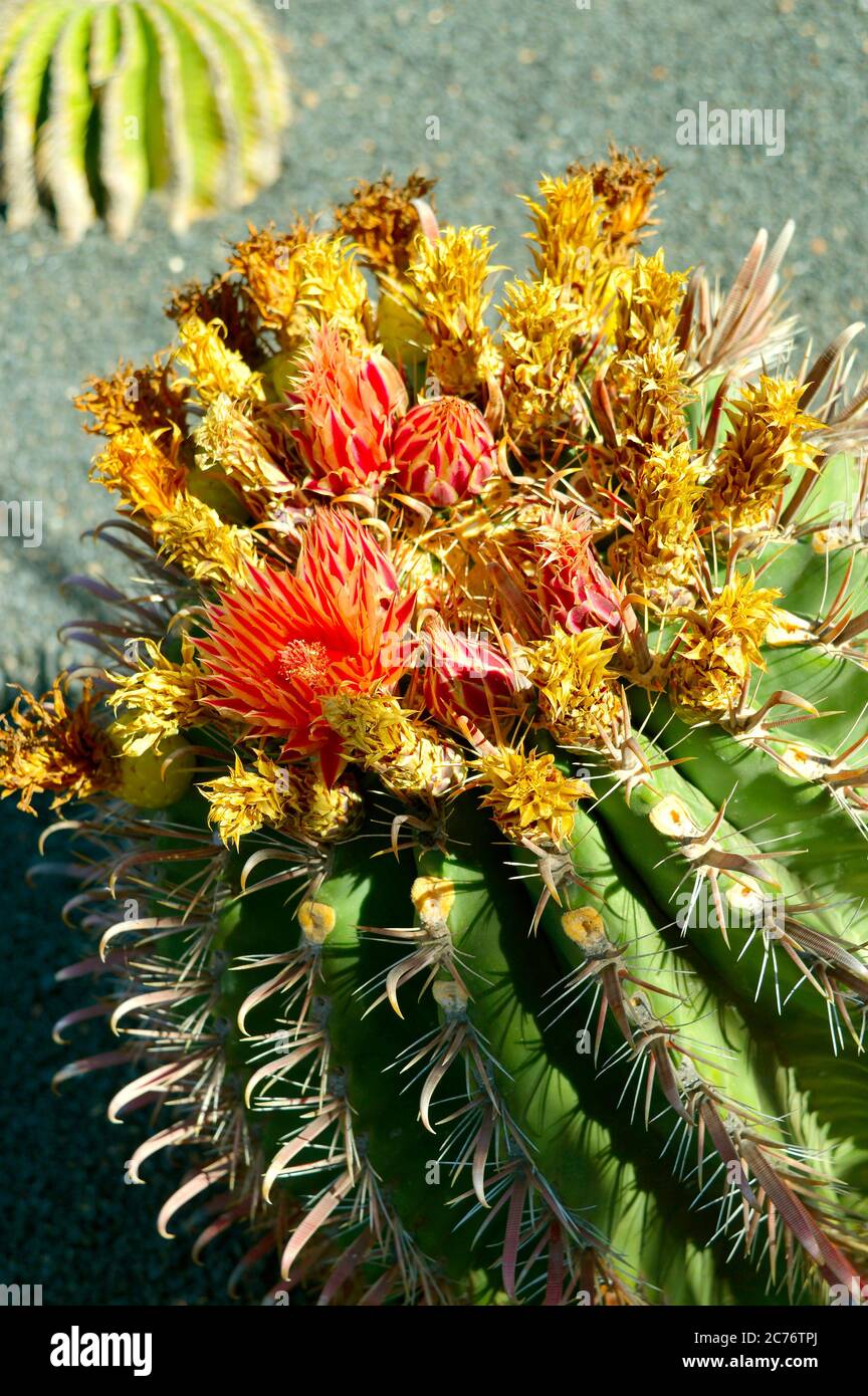 Ferocactus townsendianus common name Barrel cactus Stock Photo - Alamy