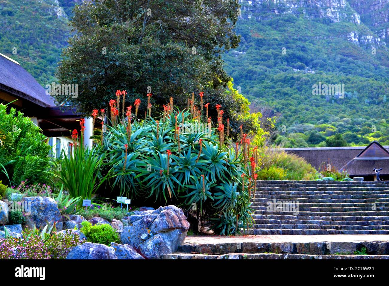 Urban botanical garden in Cape Town Stock Photo - Alamy