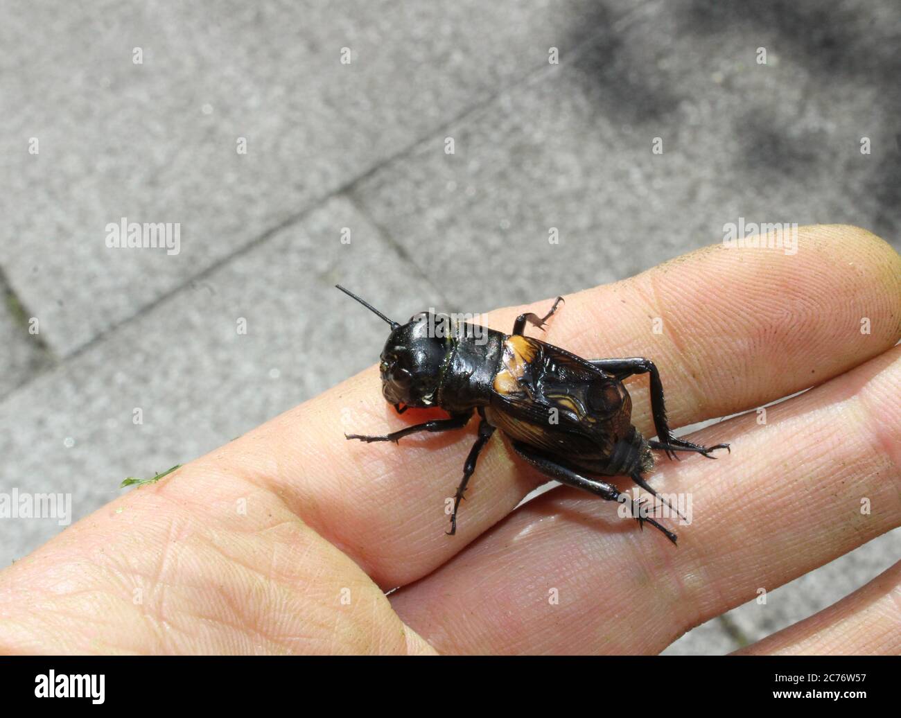 The picture shows a cricket on a hand Stock Photo - Alamy