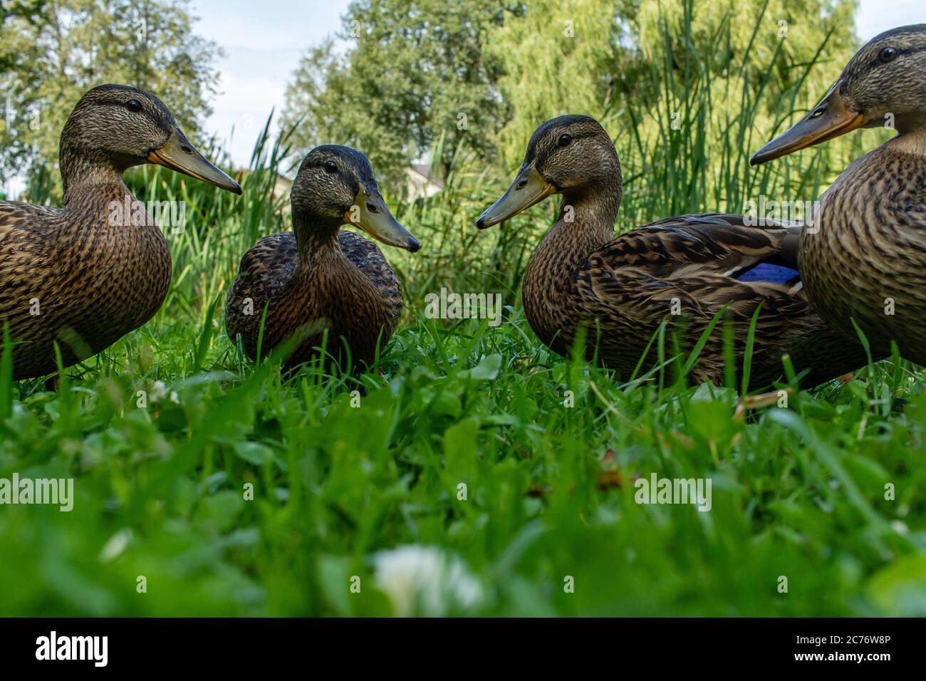 Forest ducks water birds in green grass Stock Photo - Alamy